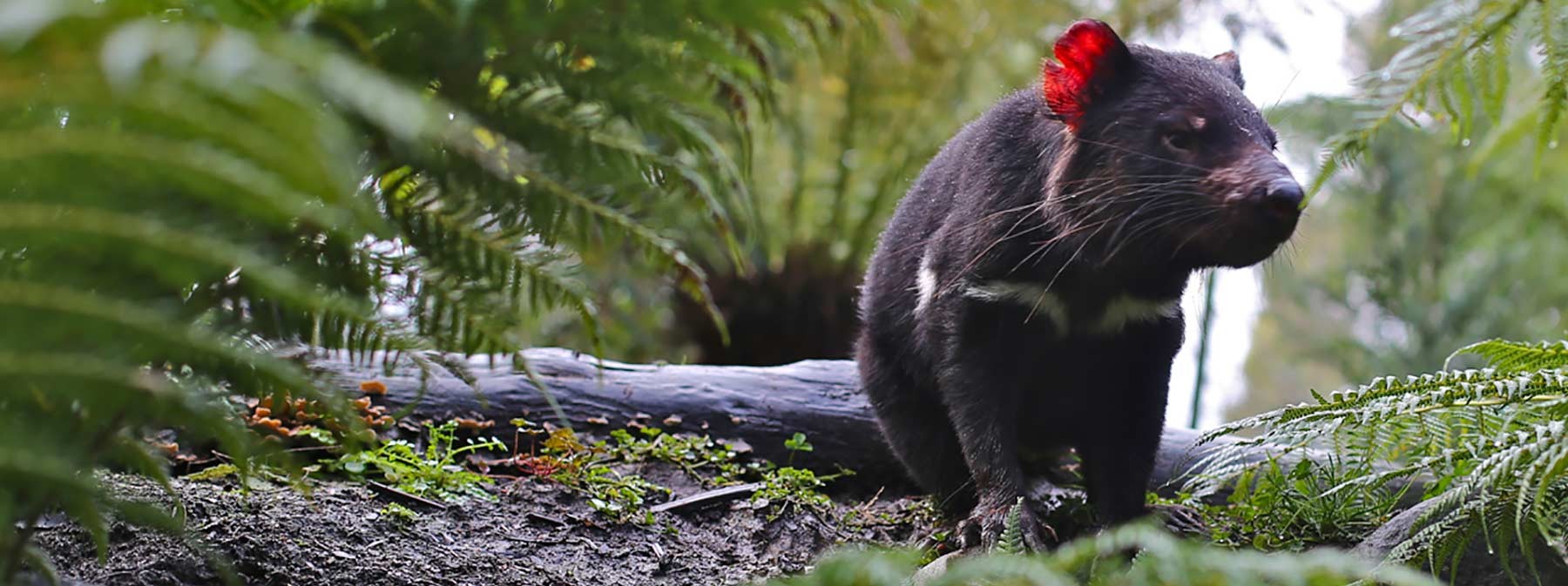 Devil Tracker Tours – Tasmanian Devil Unzoo