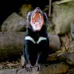 Tasmanian Devil Unzoo – The best unzoo in the world