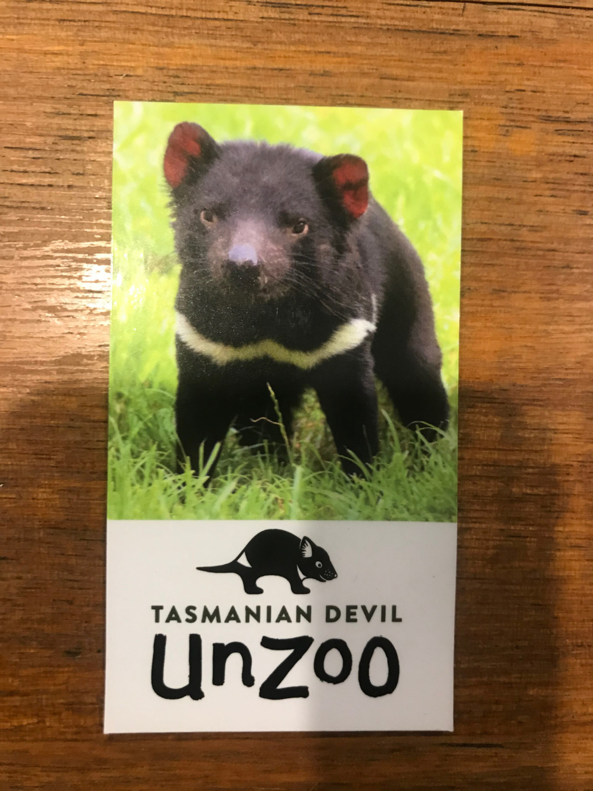 Unzoo Fridge Magnet – Tasmanian Devil Unzoo