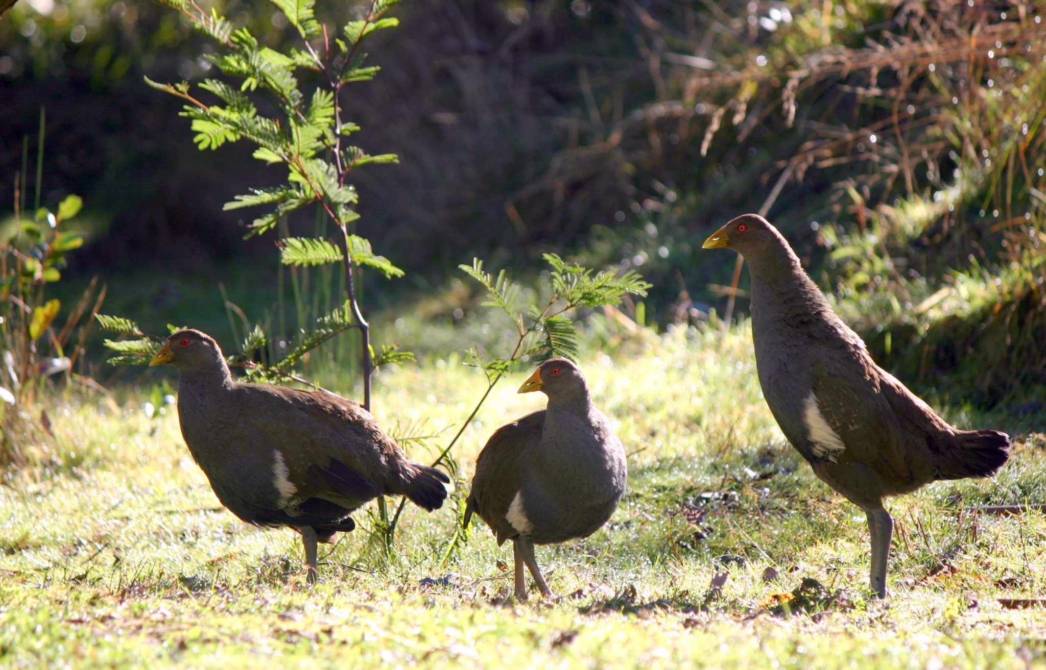 Tasmanian Devil Unzoo – The best unzoo in the world